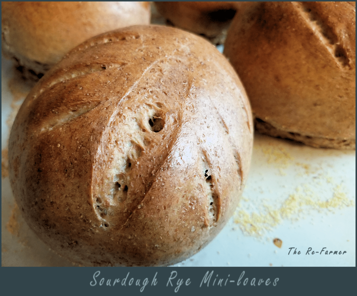 Basic Sourdough Rye Bread | The Re-Farmer