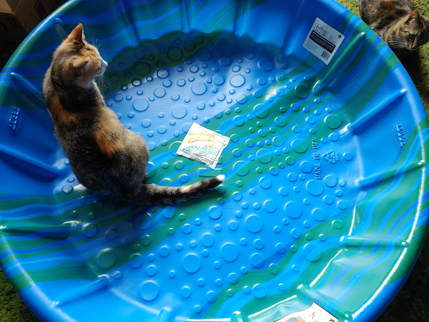 The new kitty pool | The Re-Farmer