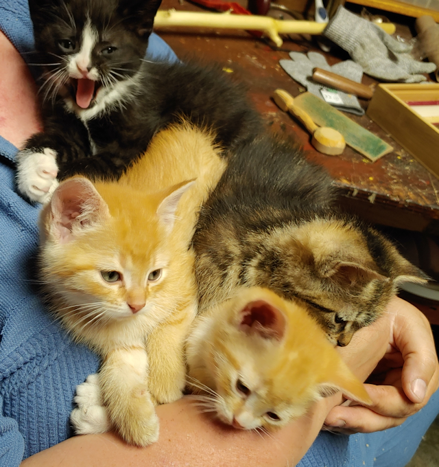 Carving with kittens: a story in photos | The Re-Farmer