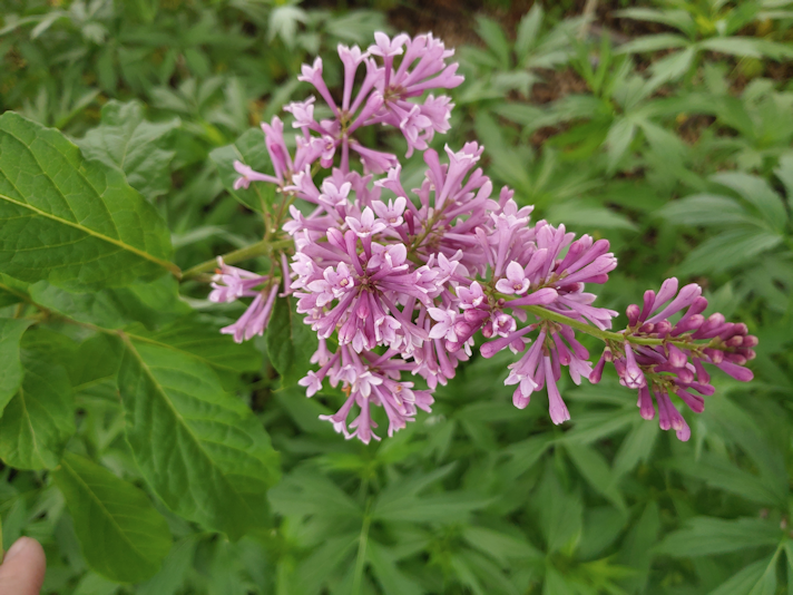 Mourning roundup – and what a nasty boy! | The Re-Farmer