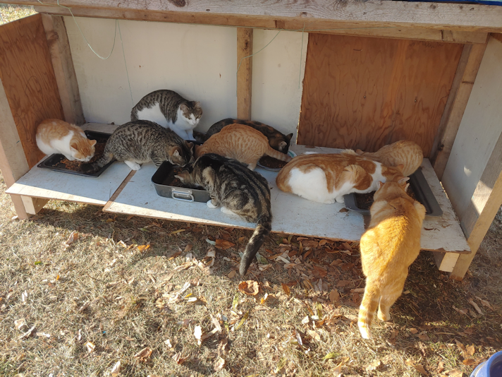 A (furry) Morning Mystery | The Re-Farmer