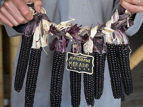 Our 2021 Garden: our Morado mystery | The Re-Farmer