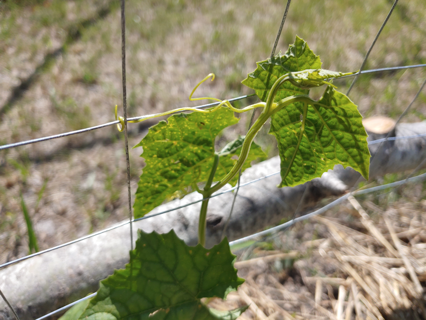 Our 2021 garden: how things are looking | The Re-Farmer