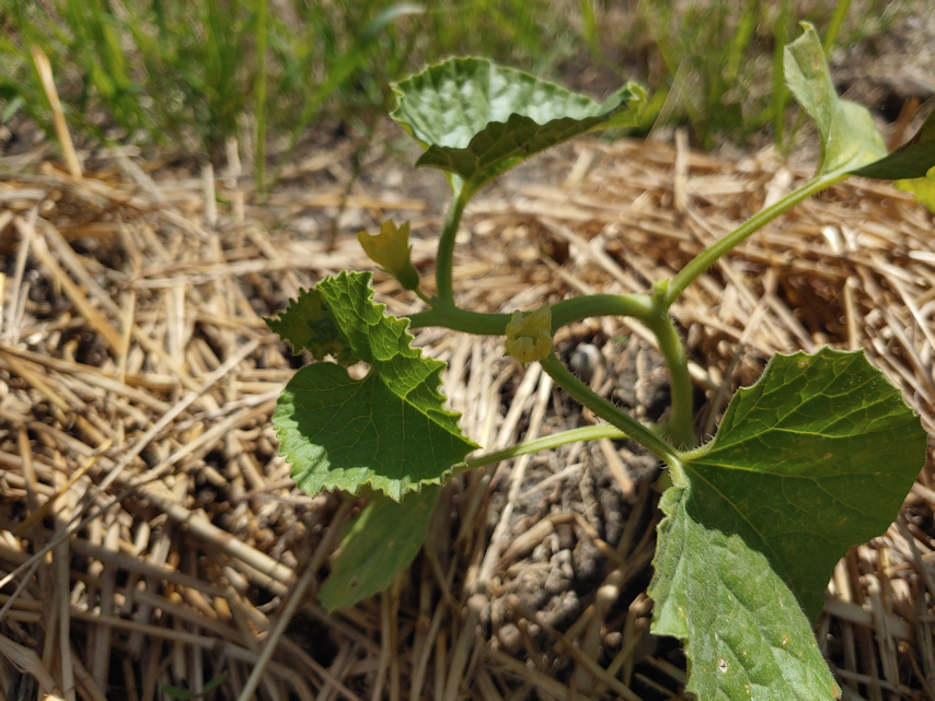 Our 2021 garden: how things are looking | The Re-Farmer