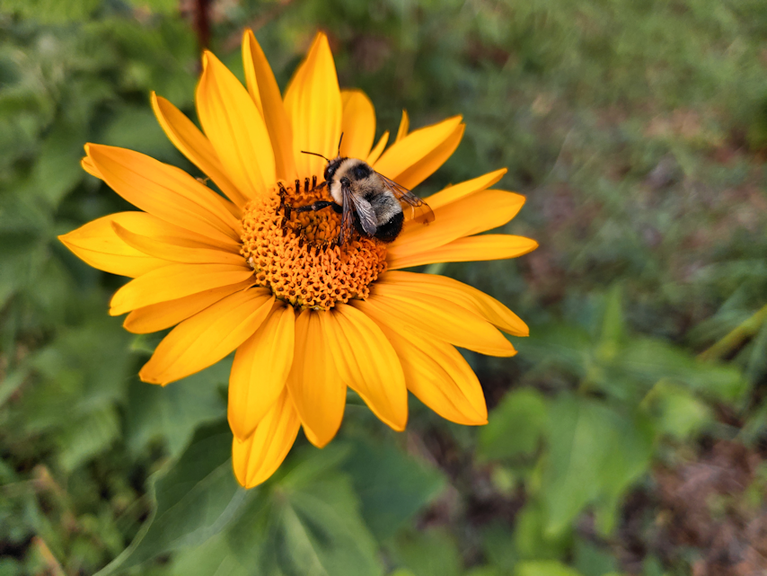 Cute fuzzy things in the morning | The Re-Farmer