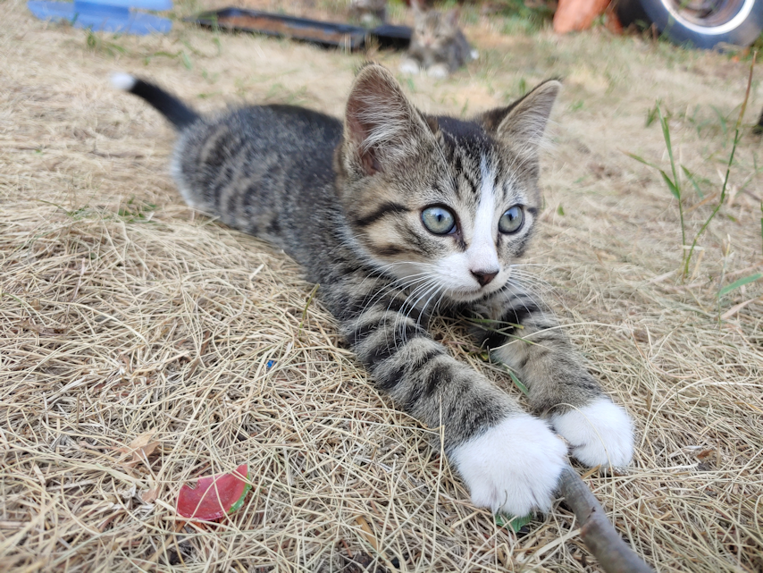 Evening Kittens! | The Re-Farmer