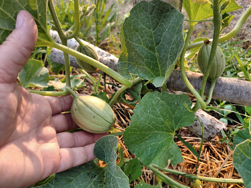 Our 2021 garden: morning in the garden | The Re-Farmer