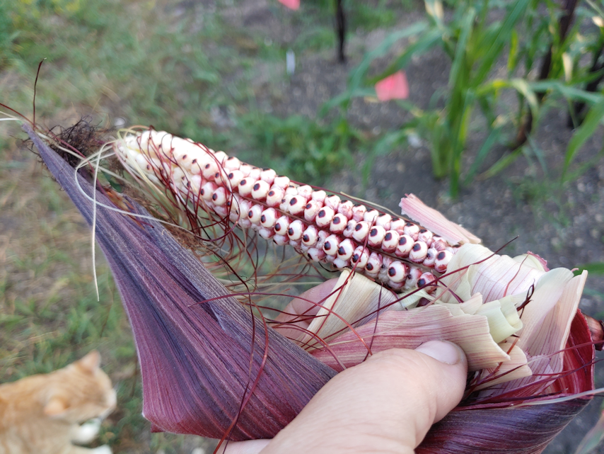 Our 2021 garden: what happened? and more critter damage :-( | The Re-Farmer