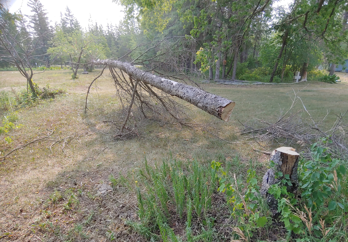 Clean up: dead spruce, so far | The Re-Farmer