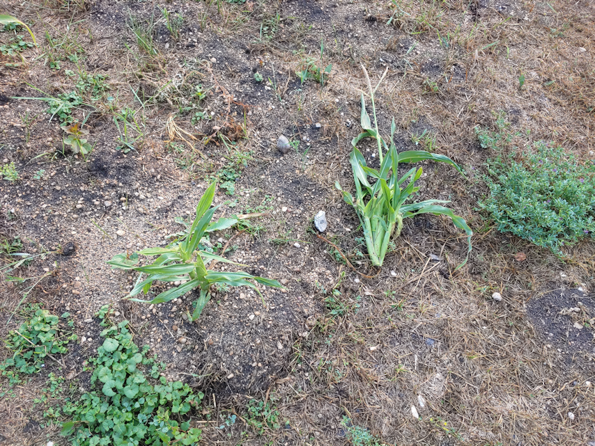 Our 2021 garden: morning damage | The Re-Farmer