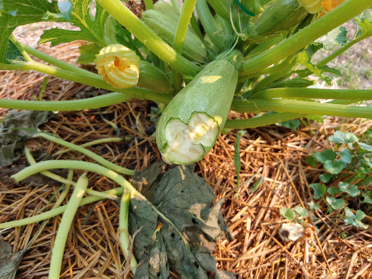 Our 2021 garden; a modest morning | The Re-Farmer